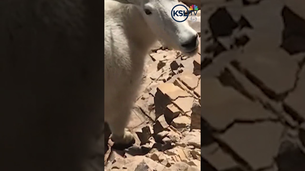 Video: Mountain goats gore, kill three dogs in one month in Utah ...
