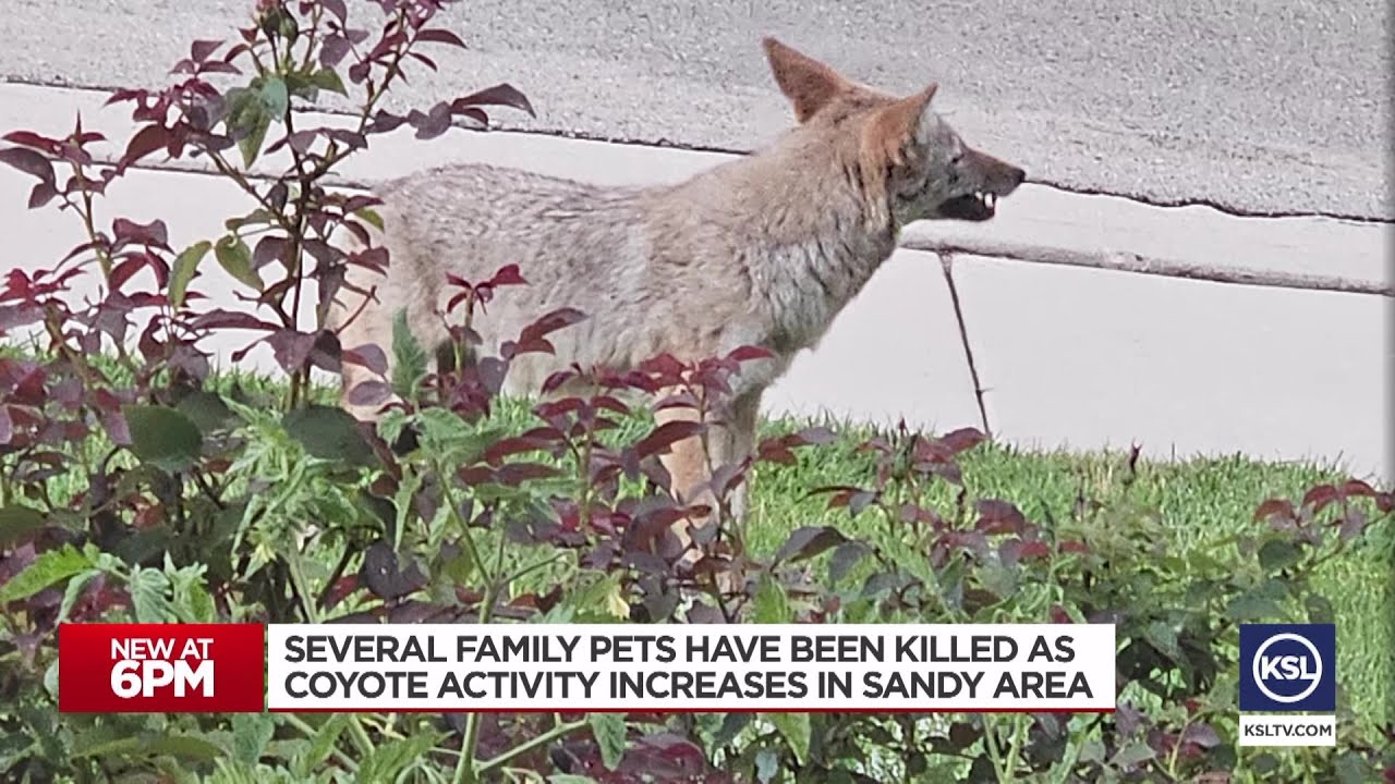 Video: Sandy coyote attacks on the rise; multiple owners with lost pets ...
