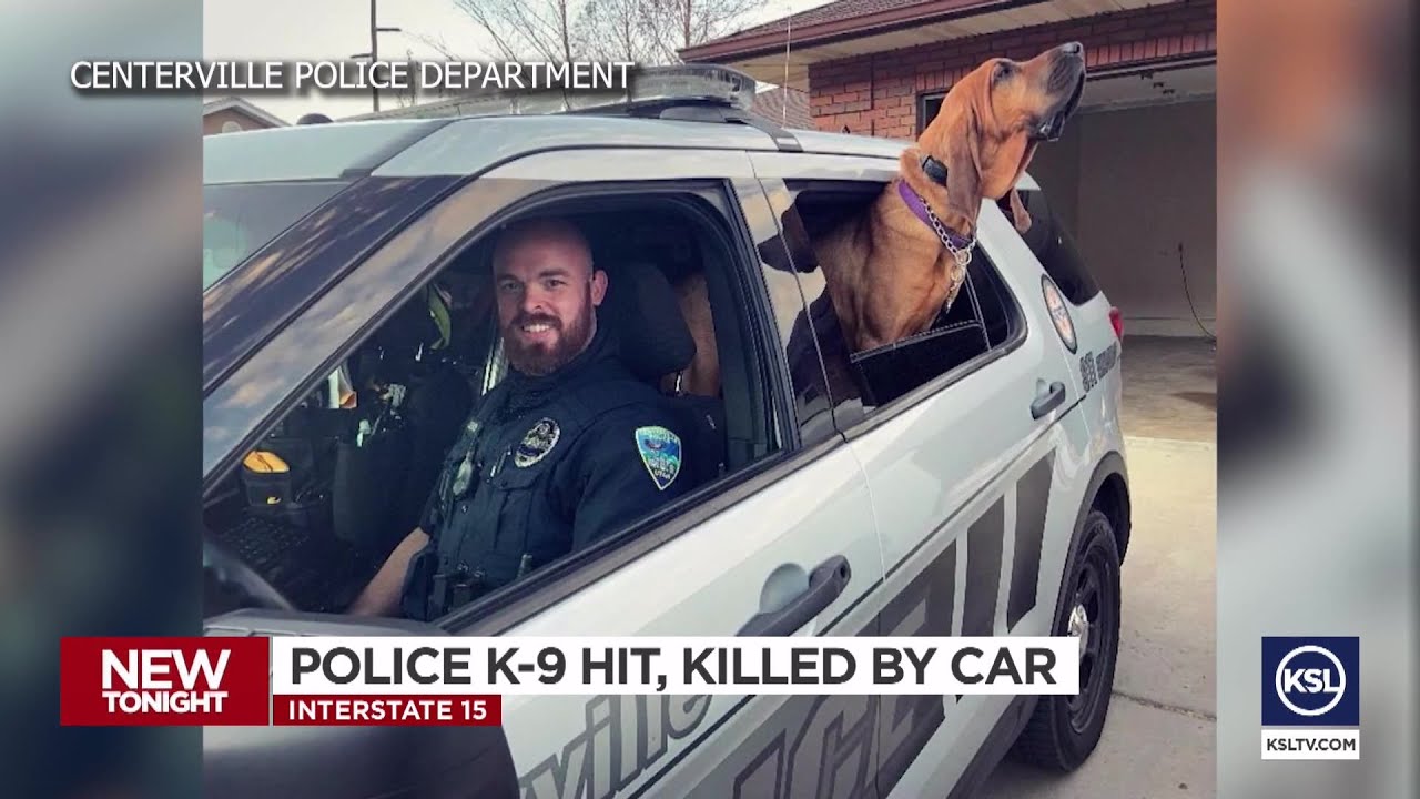 Video: Centerville police mourn K-9 officer killed on I-15 - KSLTV.com