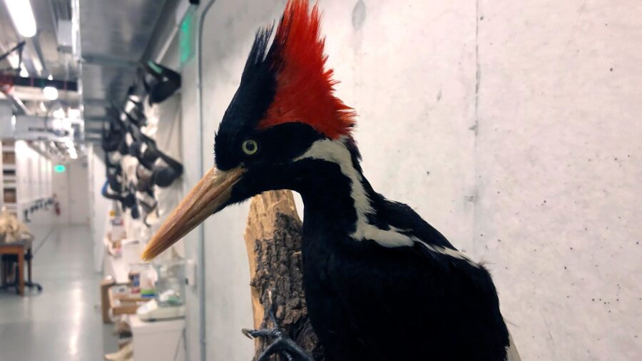 Ivory-billed woodpecker will not be listed as extinct — for now - KSLTV.com