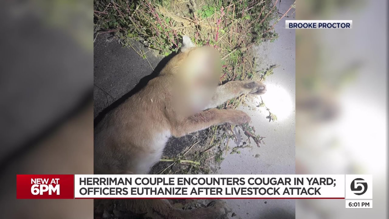 Video: Herriman mountain lion euthanized after sheep attack, face-to ...