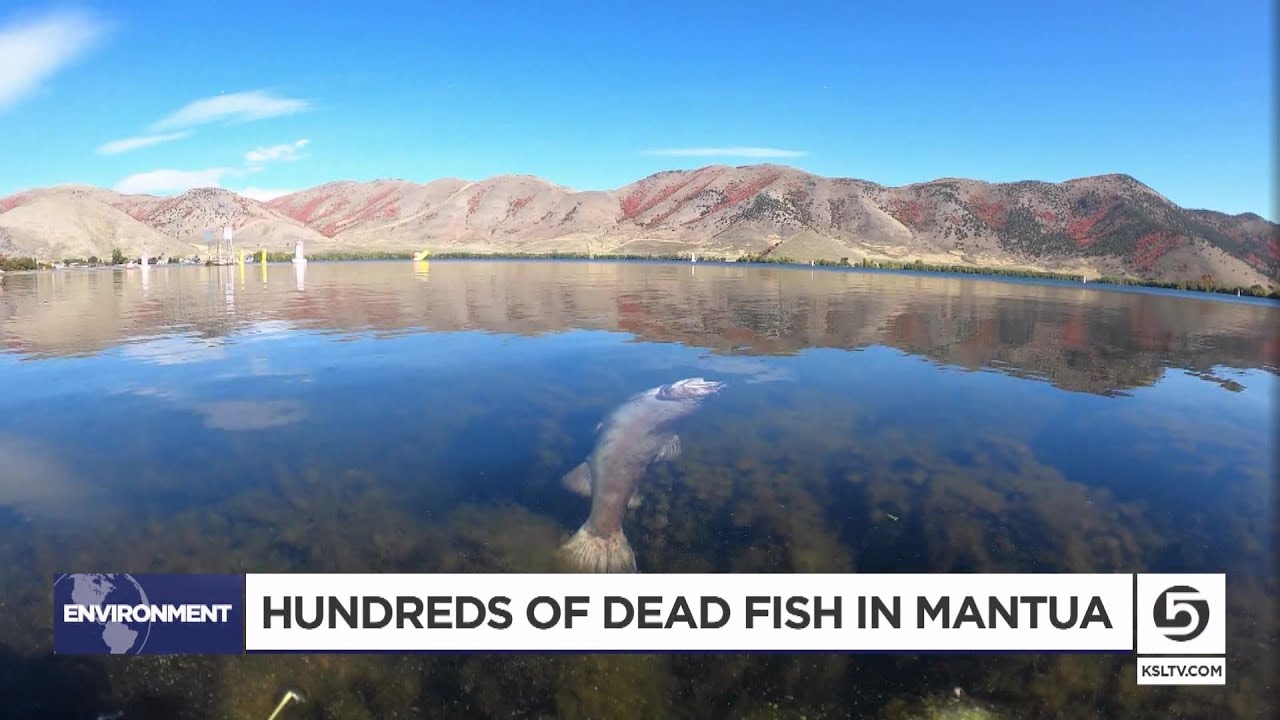 Video: Brigham City officials trying to find the cause of dead fish at ...
