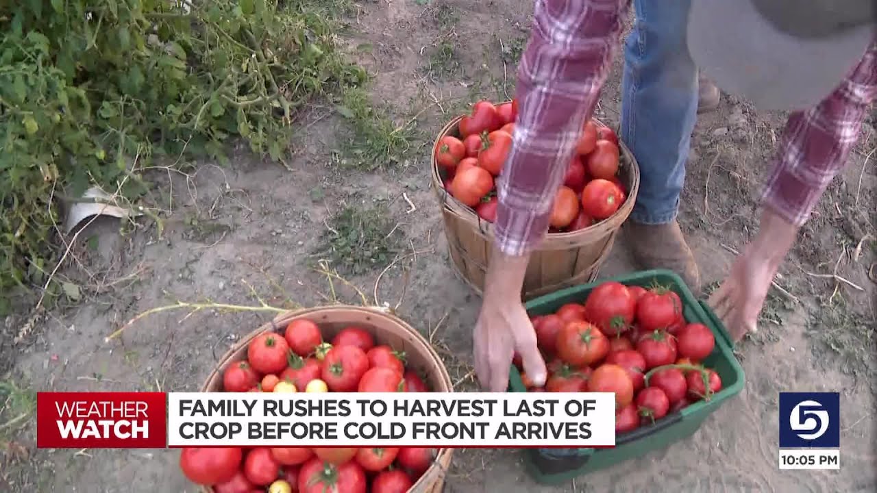 Video: A Tooele family's tips on harvesting before Utah's first freeze ...