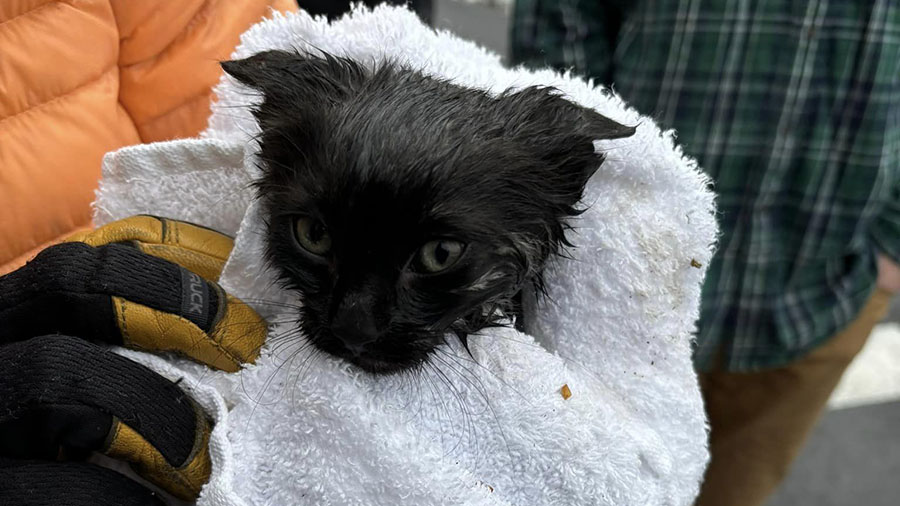 Park City fire rescues two stuck kittens from sewer line - KSLTV.com