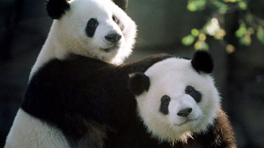 The National Zoo’s panda program is ending after more than 50 years as ...