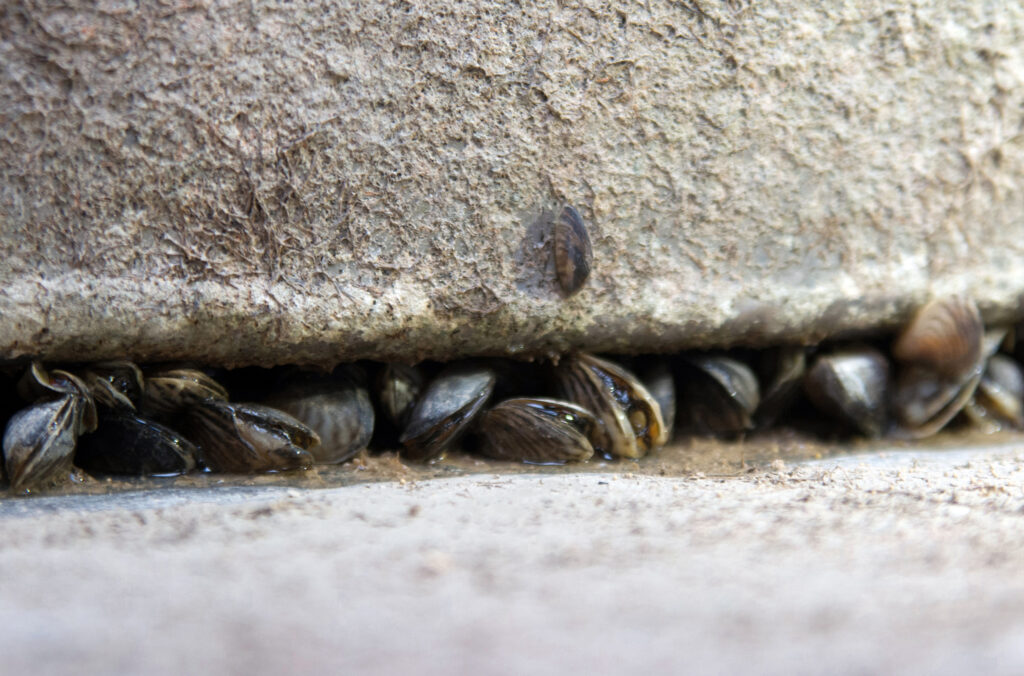 More than 268,000 boats inspected for quagga mussels during 2023 ...
