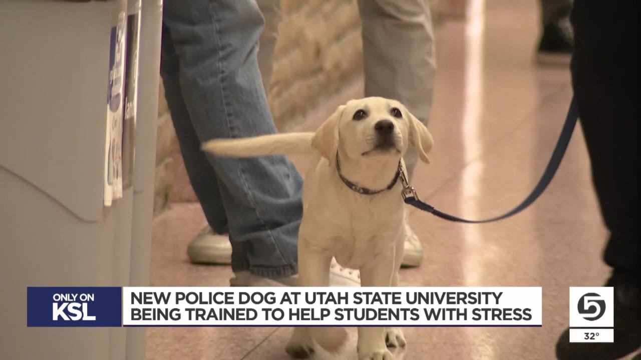 Video: New USU police dog being trained to help students with stress ...