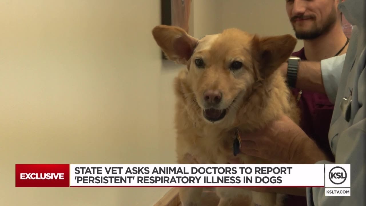 Video: Park City vet thinks he's treated dogs with mysterious ...