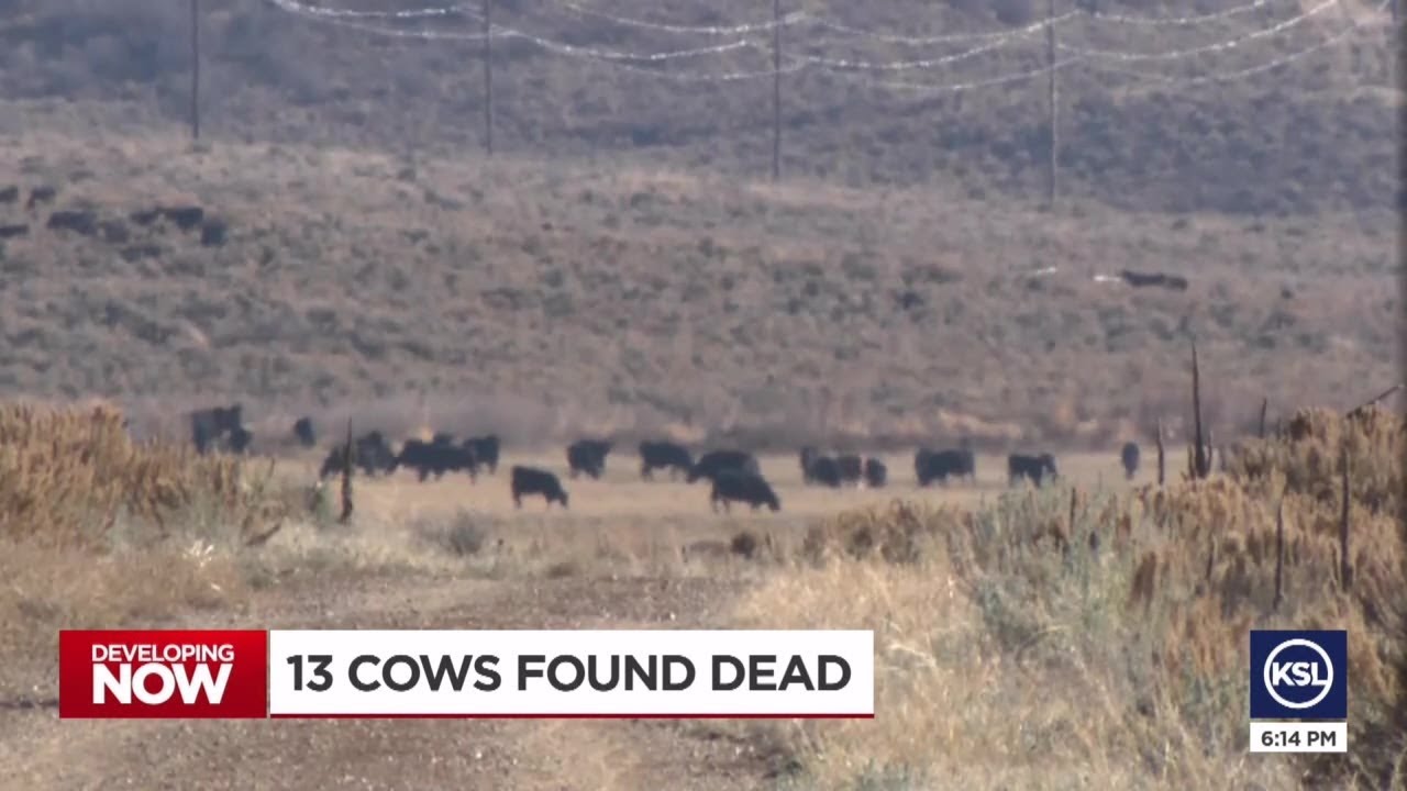Video: Utah Department of Agriculture and Food investigating mysterious ...