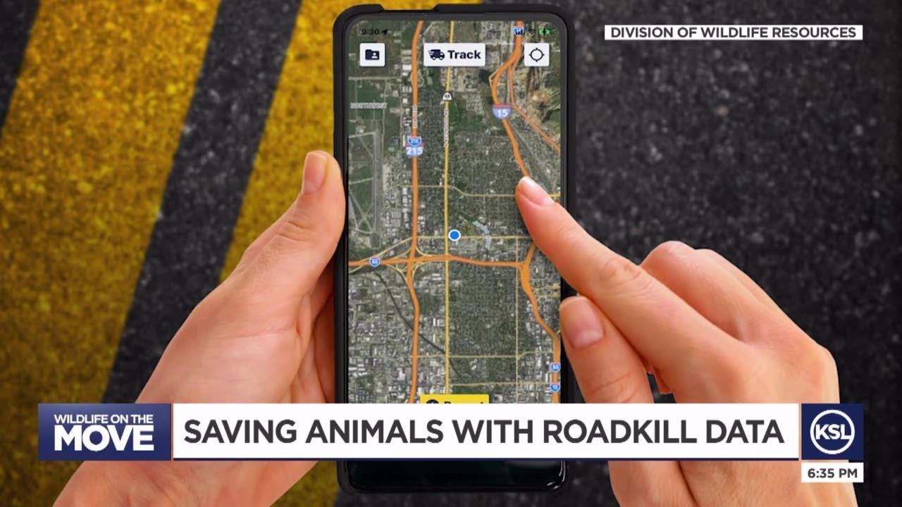 Video: DWR's 'Roadkill Reporter' app improves road safety using migration patterns - KSLTV.com