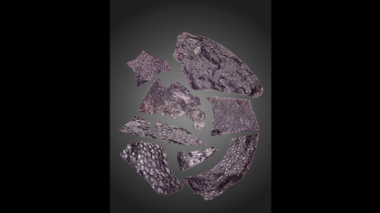 Rare skin fossil is oldest by 130 million years