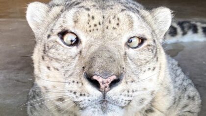 Hogle Zoo snow leopard dies of natural causes