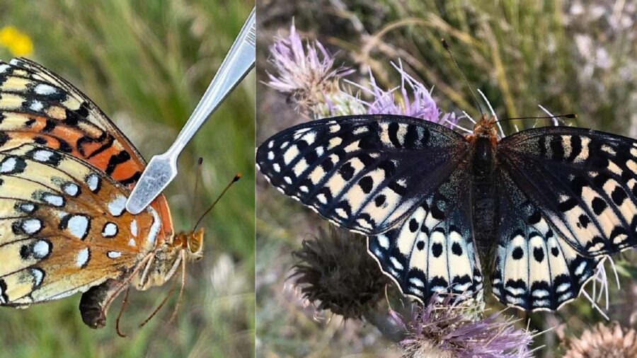 Rare Utah butterfly lands on list of species at risk of extinction