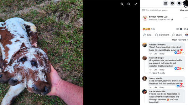 Rare 2-faced calf born last month at a Louisiana farm is flourishing ...