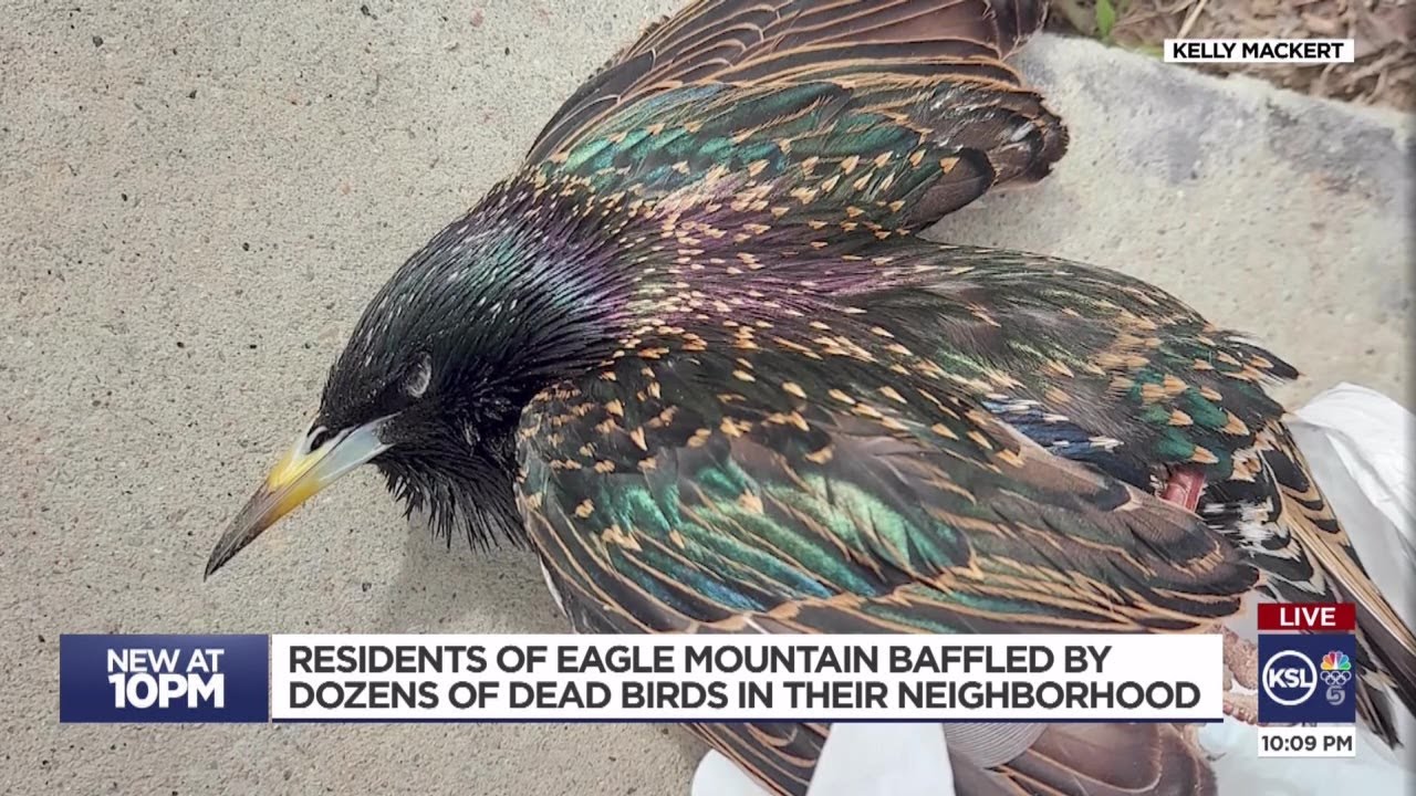 Video: Eagle Mountain residents baffled by dozens of dead birds falling from neighborhood trees ...