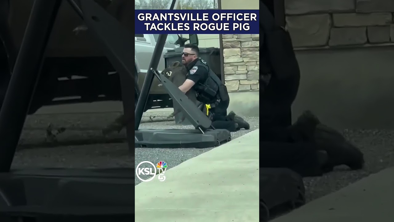 Video: Grantsville officer tackles a rogue pig - KSLTV.com