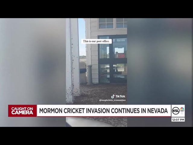 Video: Mormon cricket invasion continues in Nevada - KSLTV.com