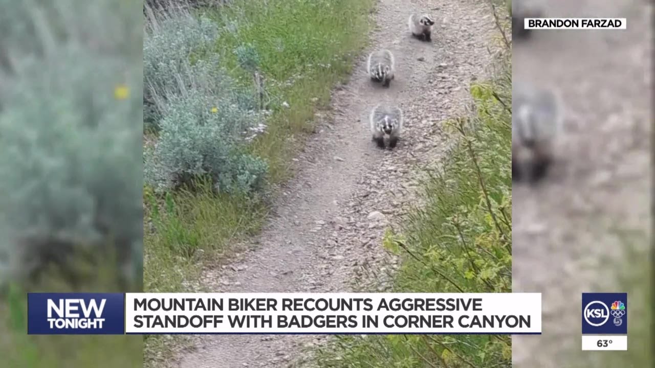 Video: Mountain biker recounts aggressive badger standoff in Draper ...