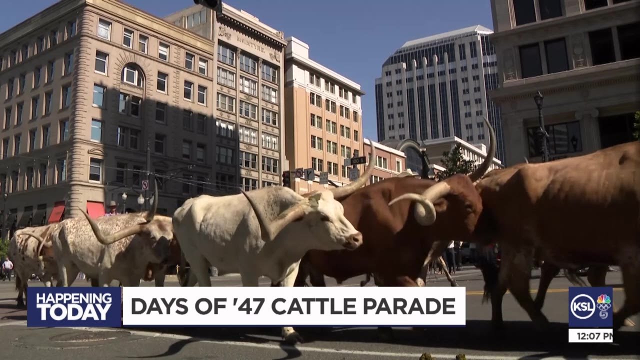 Video: Longhorns take to SLC streets for Days of '47 cattle parade ...