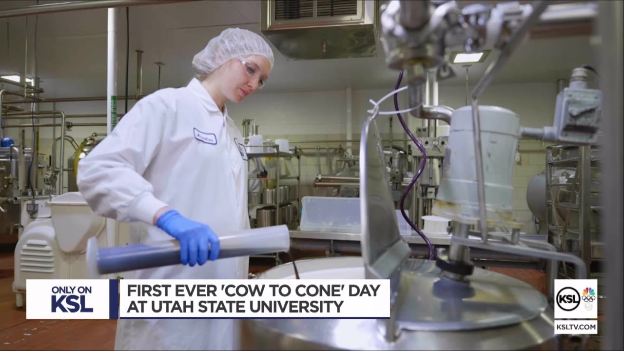 Video: Utah State's 'Cow to Cone' event shows the process of how ice ...