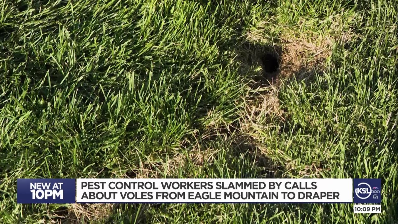 Video: Pest control experts detail epic wave of vole problems from ...