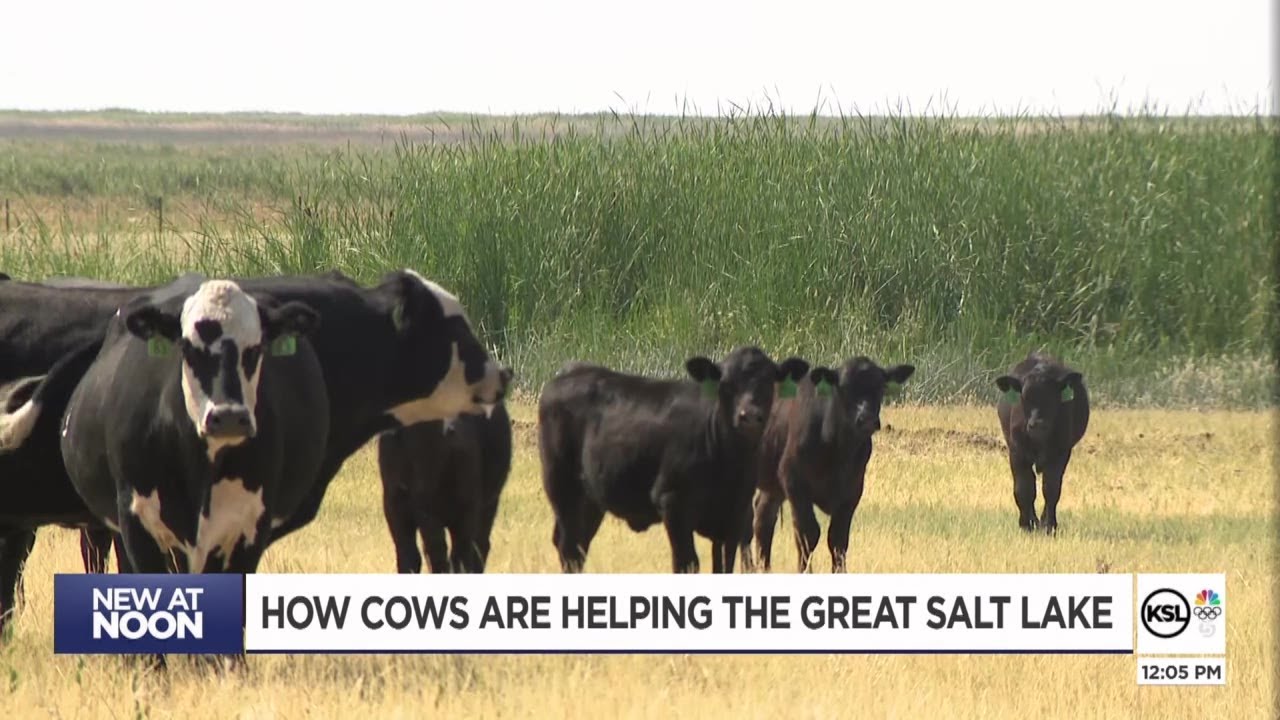 Video: How cows are helping the Great Salt Lake - KSLTV.com