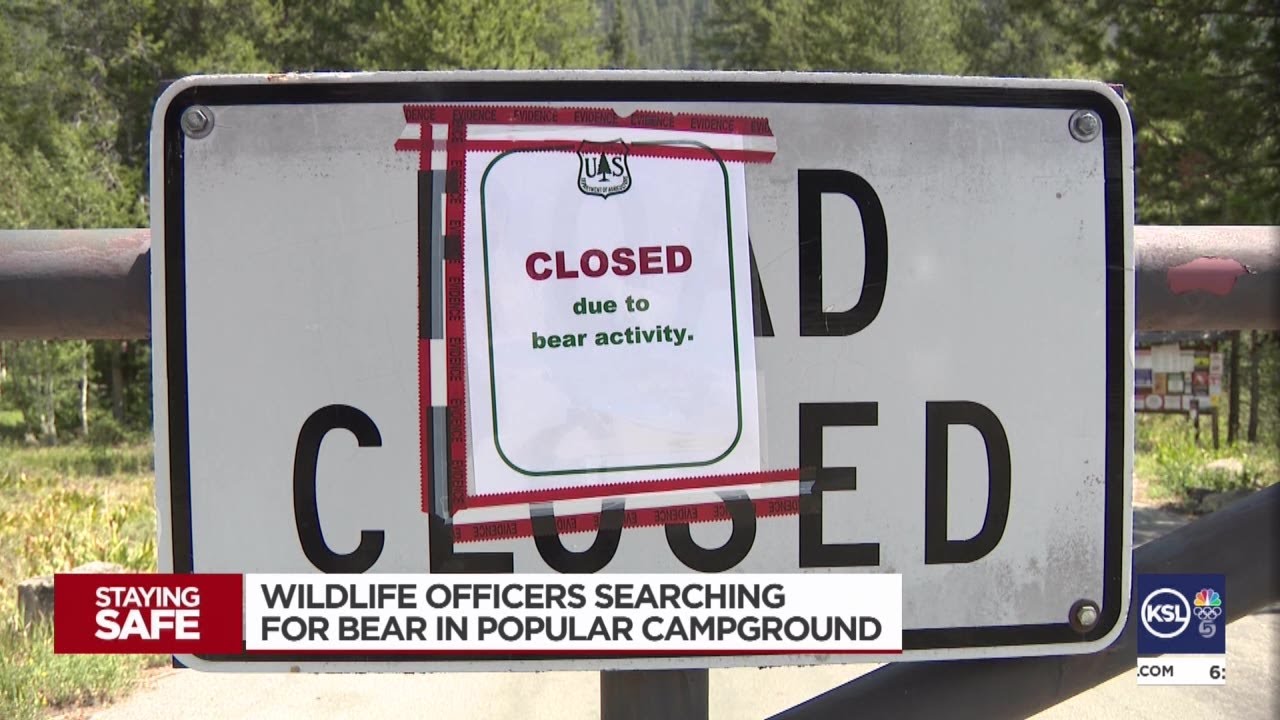 Video: Wildlife officers continue to search for bear in Soapstone ...