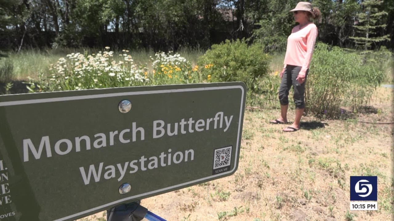 Video: Utah woman works to revive Monarch butterfly populations - KSLTV.com