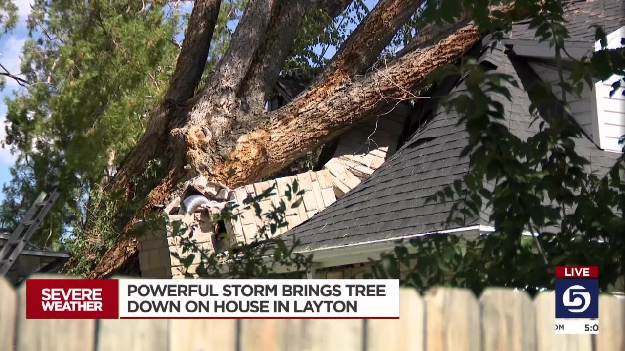 Video: Storm pushes towering tree into Layton home - KSLTV.com