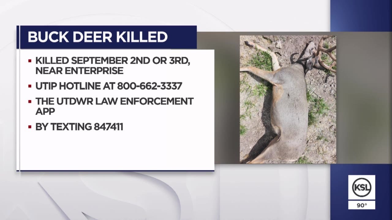 Video: DWR seeking information about illegally killed deer near ...