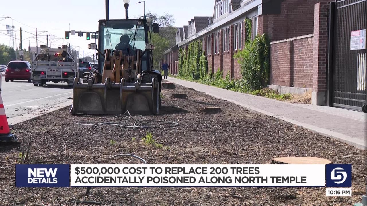 Video: $500,000 price tag to replace the 200 trees accidentally ...