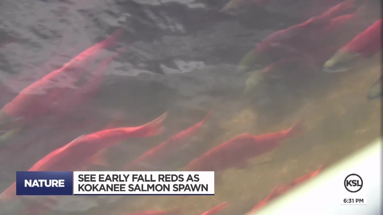 Video: It’s kokanee salmon spawning season in Utah, here’s where to see - KSLTV.com