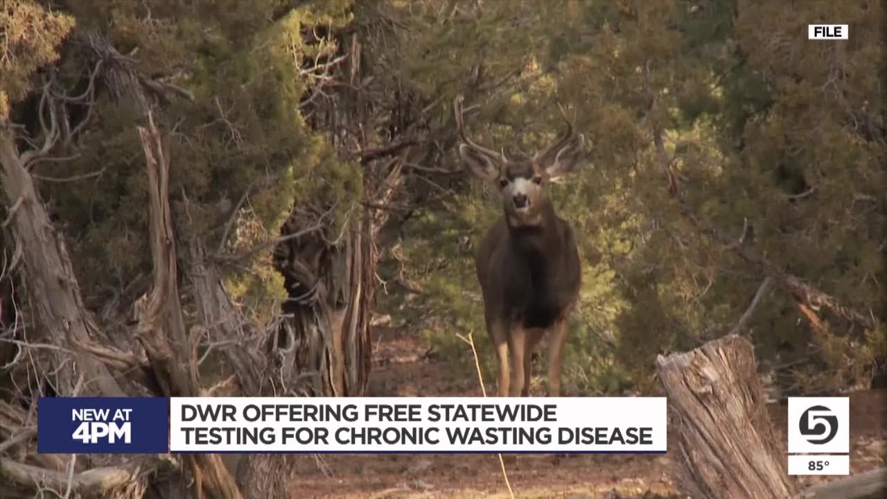 Video: DWR urging hunters to have harvested deer checked for chronic ...