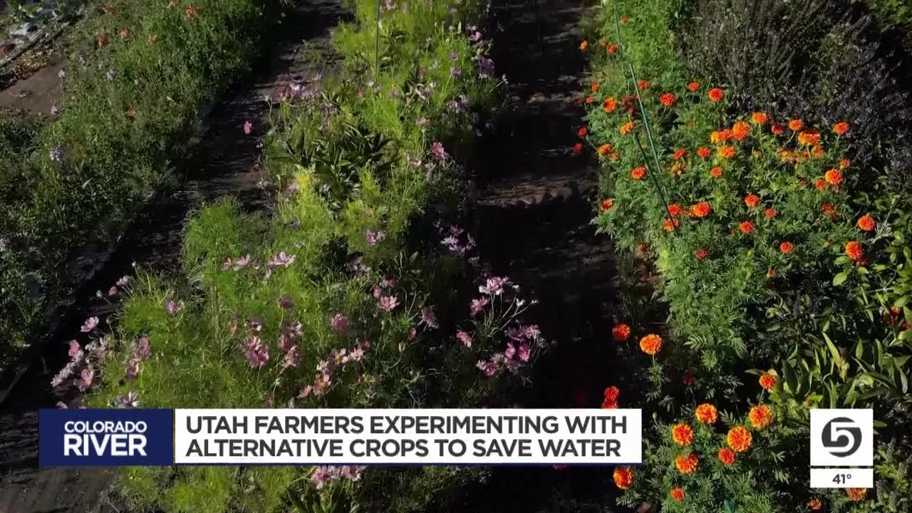 Video: How unconventional crops could save water — and reshape Utah ...