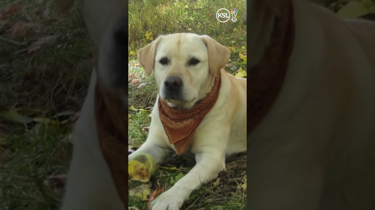 Video: Utah family says it's a 'miracle' that their dog is alive after ...