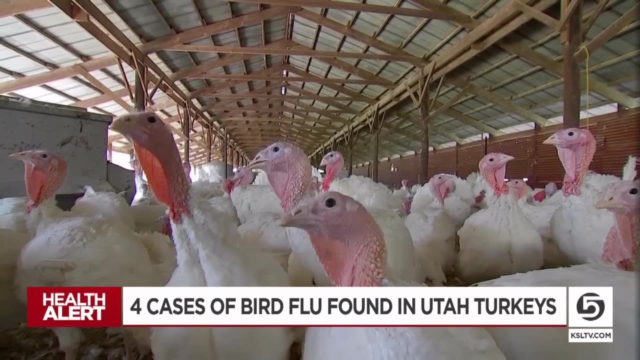 Video: Avian flu affecting Utah turkey facilities, UDAF confirms ...