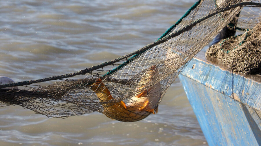 The Great Carp Hunt set to remove carp from Utah Lake in 2025