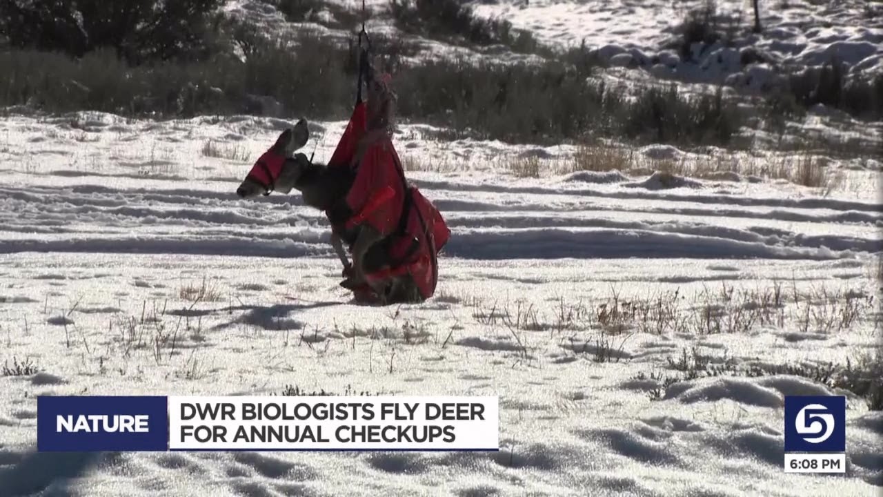 Video: DWR biologists fly deer by helicopter for annual checkups ...