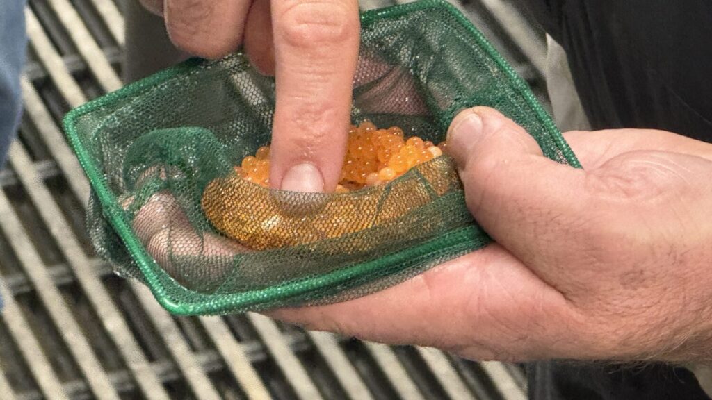 New facility at Mantua Fish Hatchery boosts fish egg production - KSLTV.com