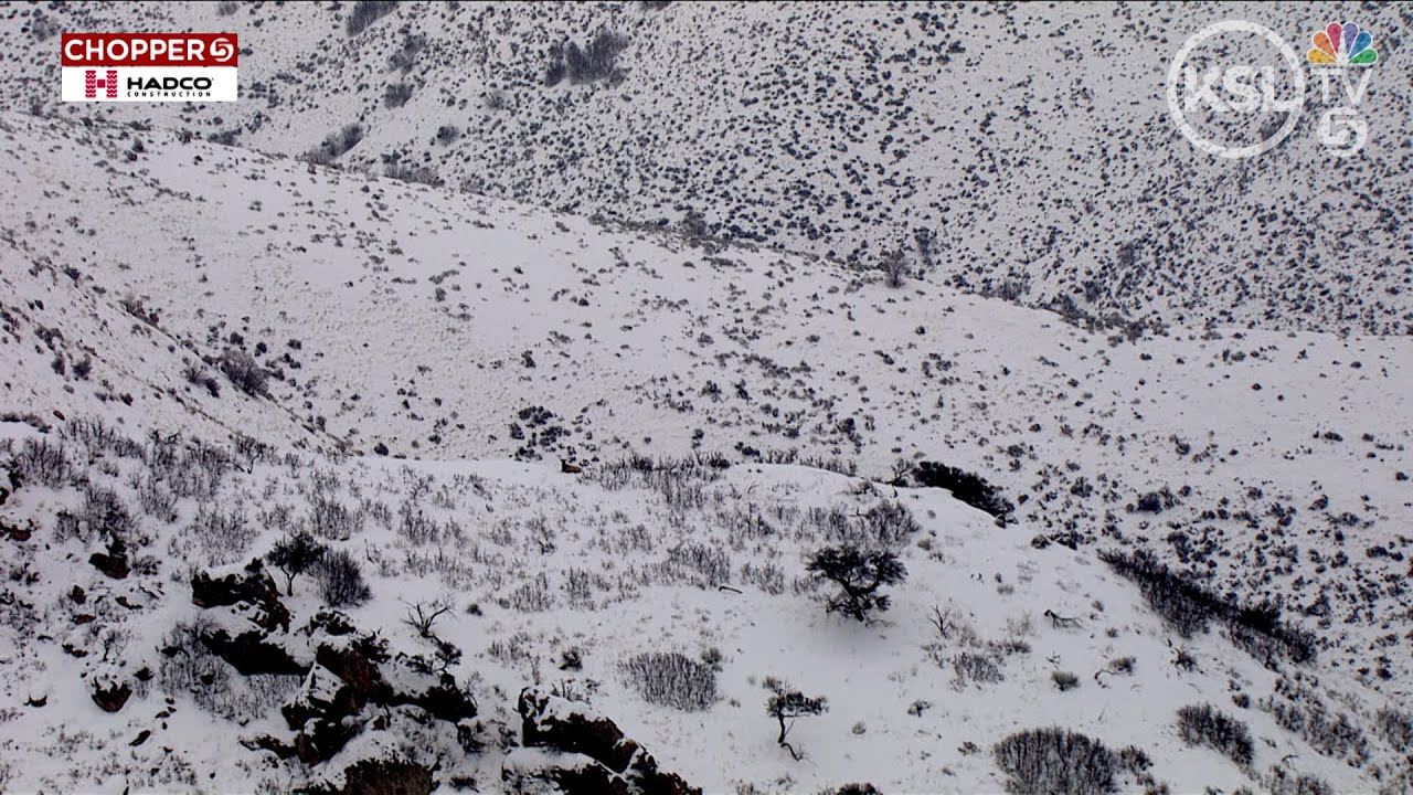 Video: CAN YOU SPOT IT? Chopper 5 with a winter wildlife find! - KSLTV.com