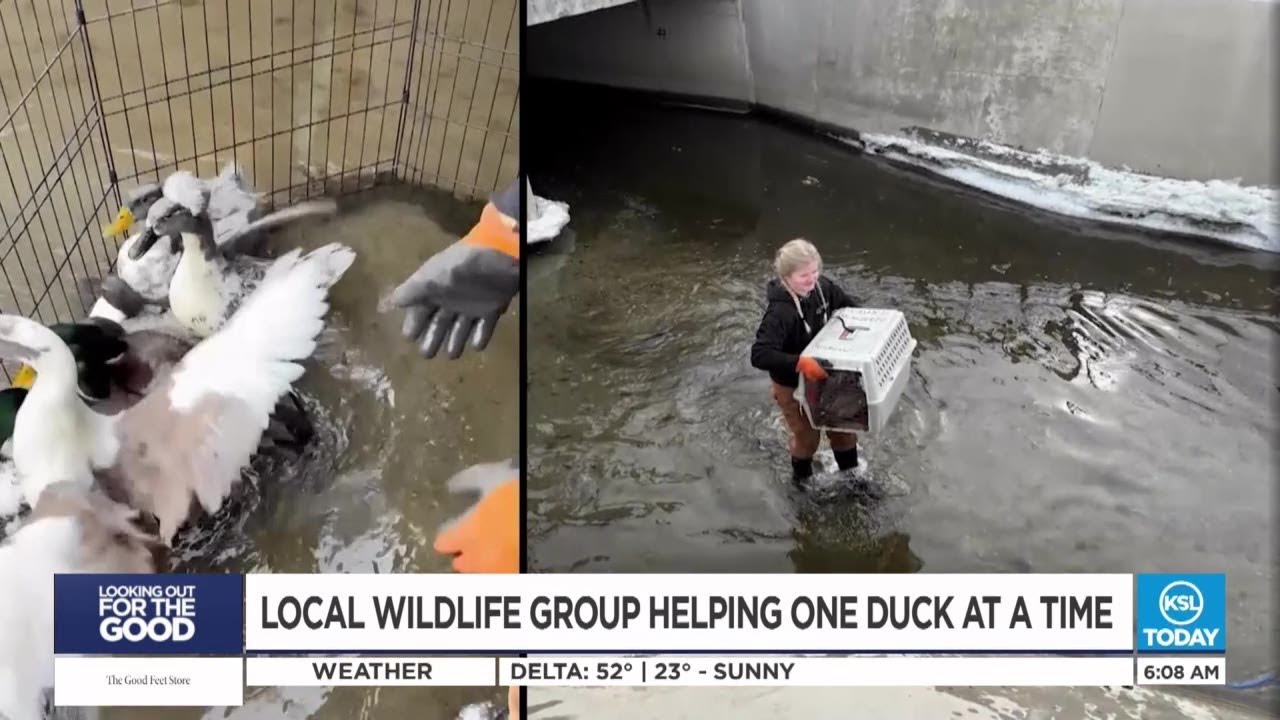 Video: Utah nonprofit on a mission to save abandoned ducks - KSLTV.com