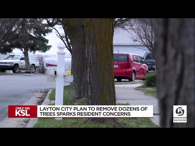 Video: Layton Residents Push Back on Tree Removal Plan Amid Safety and ...