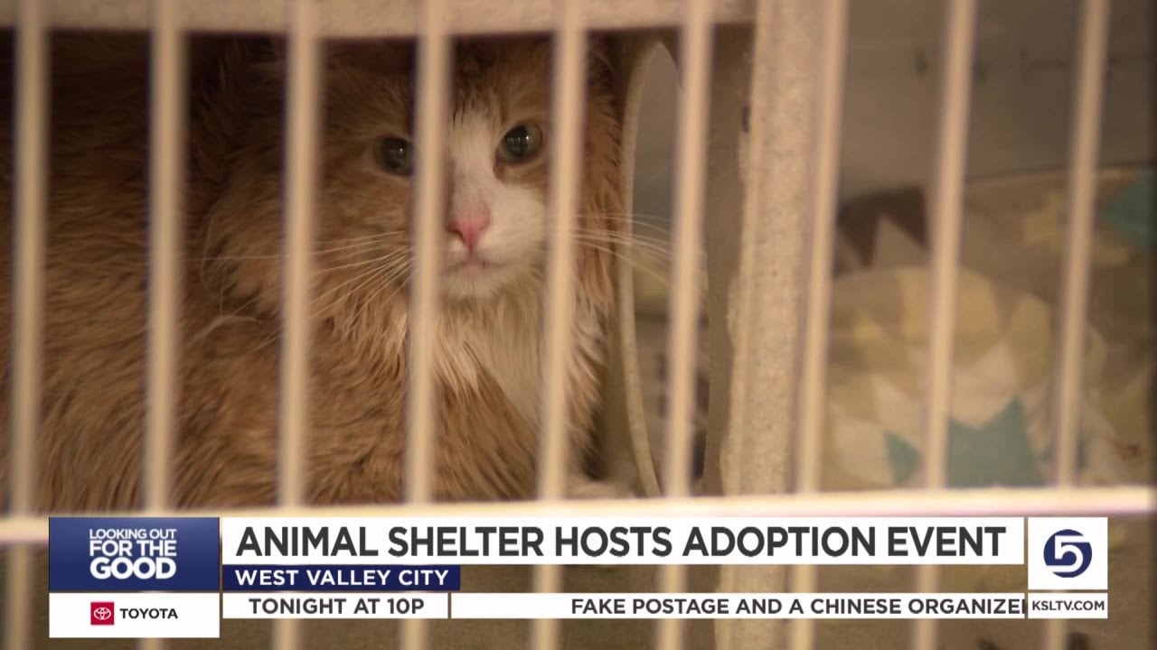 Video: West Valley City to host weekend pet adoption event - KSLTV.com