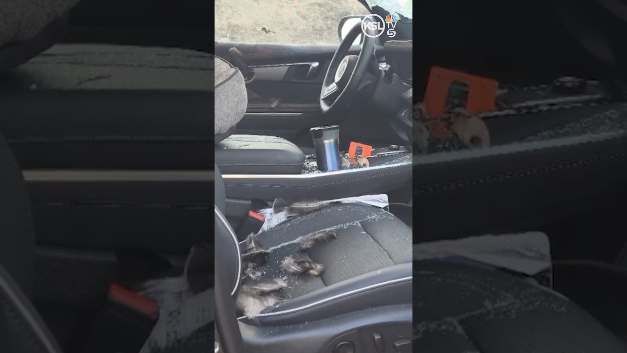Video: Turkey crashes through Utah driver's windshield - KSLTV.com