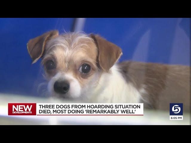 Video: 3 dogs in hoarding case have died, veterinarians still remain ...
