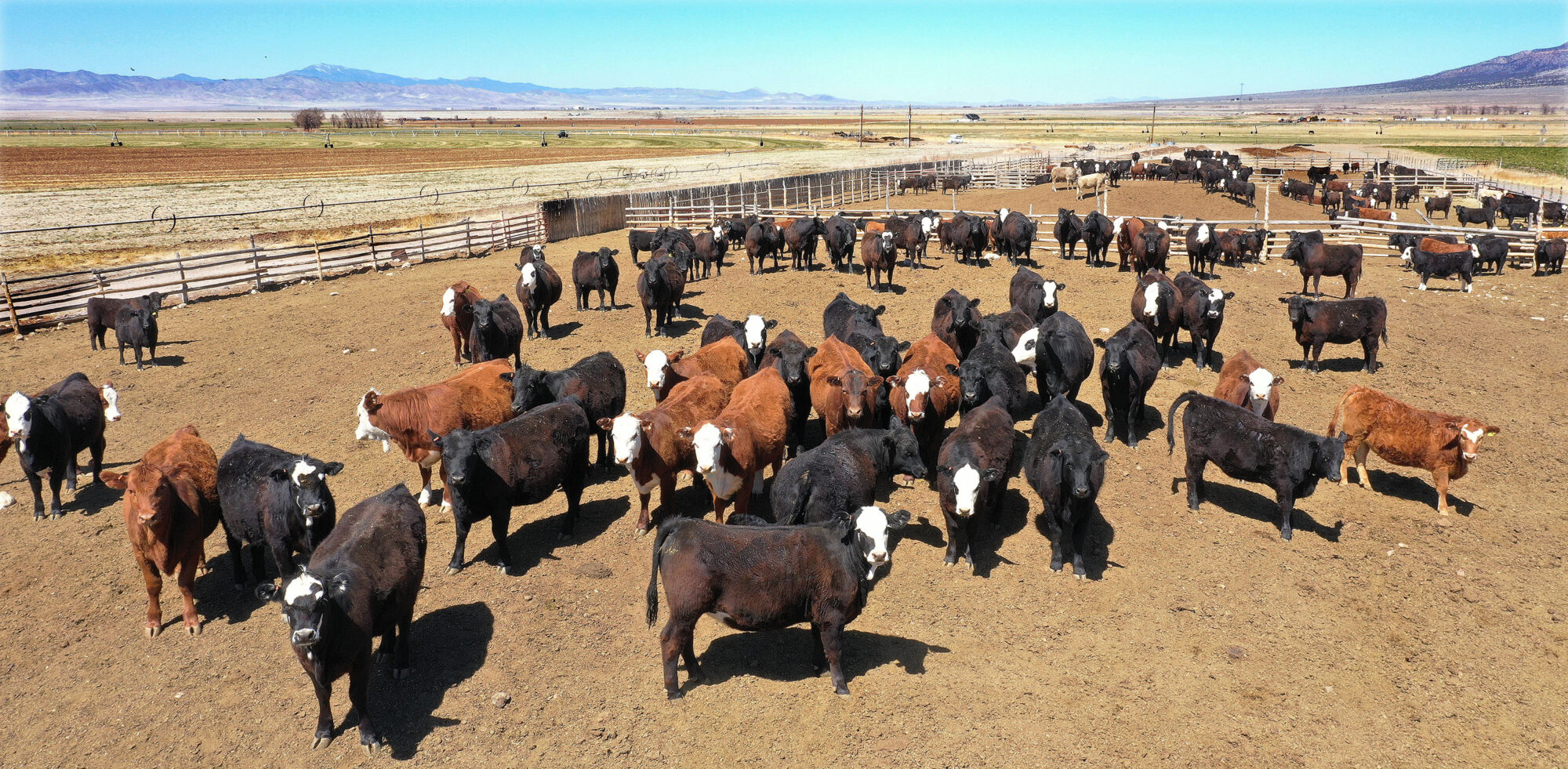 Utah cattle ranchers speak out about Trump’s plan to import beef from ...