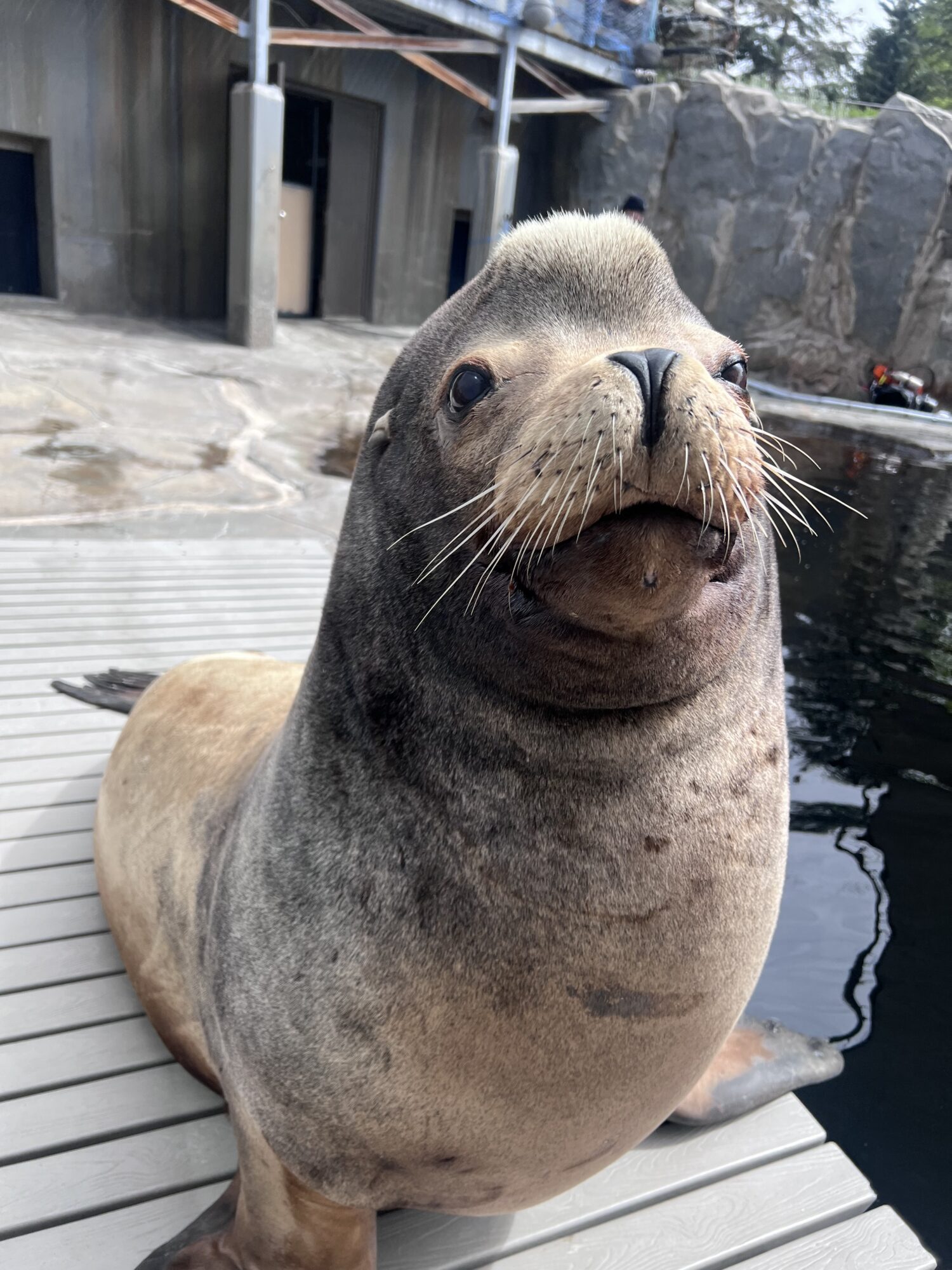 Utah's Hogle Zoo sea lion Diego dies - KSLTV.com