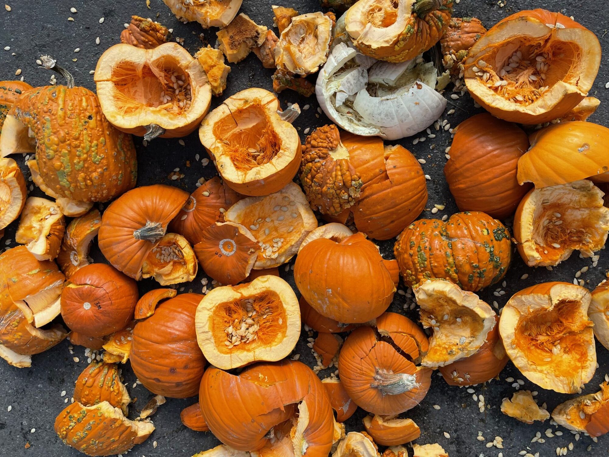 Smash pumpkins and give back at this annual fall event