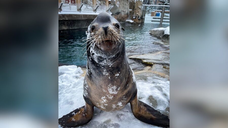 Utah's Hogle Zoo sea lion Diego dies - KSLTV.com