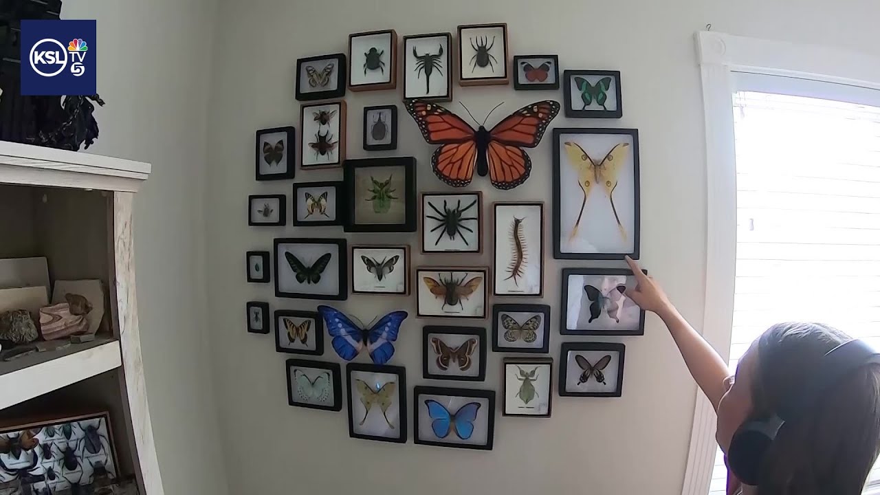 Video: The Insect Artist: How this Utah bug lover made it a business ...